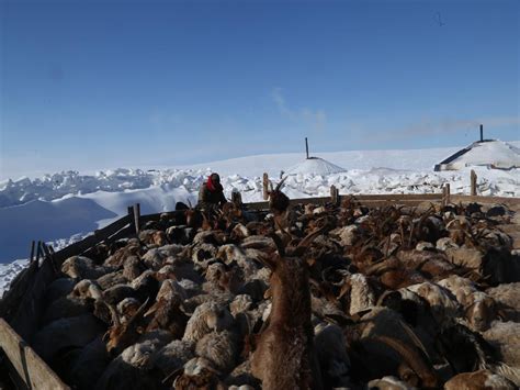 Өвөлжилт хүндэрсэн аймаг сумдын малчдад 12 сая төгрөгийн мөнгөн хандив