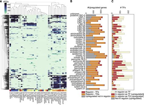 Mini Ex Integrative Inference Of Single Cell Gene Regulatory Networks In Plants Molecular Plant