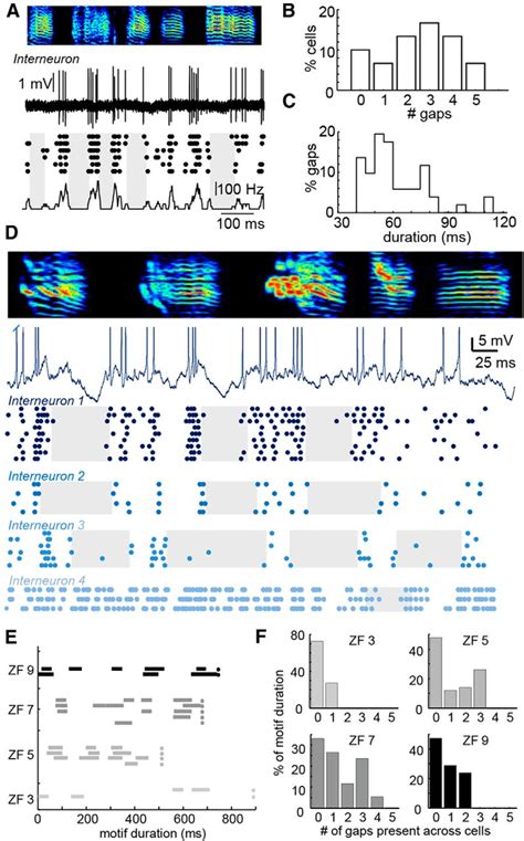 Interplay Of Inhibition And Excitation Shapes A Premotor Neural