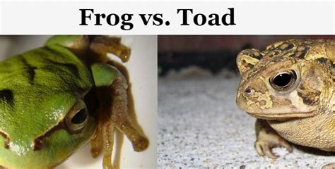 Frog Vs Toad Compare And Contrasting Great Info For My Unit Amphibians Reptiles Frog Unit