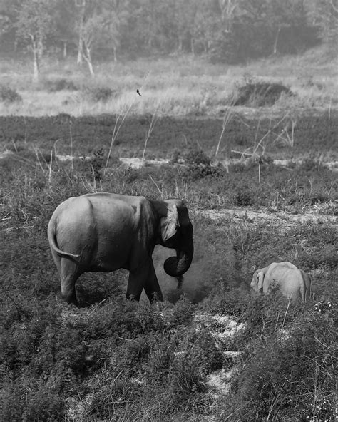 sohail ansari fotografía