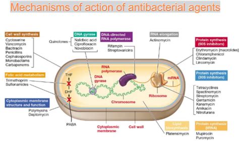 Unit 4 Study Flashcards Quizlet