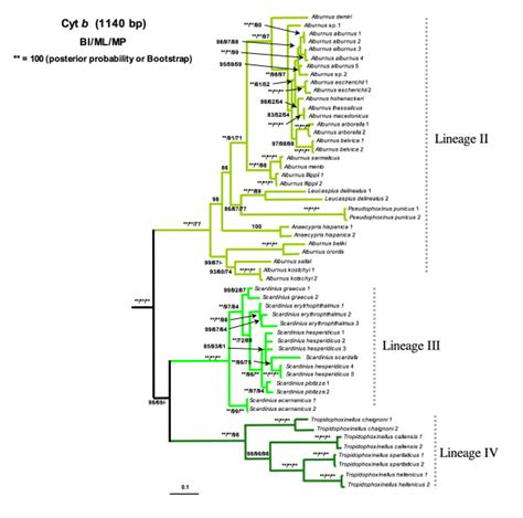 Phylogenetic Tree Rendered By Bayesian Analysis Of The Mitochondrial