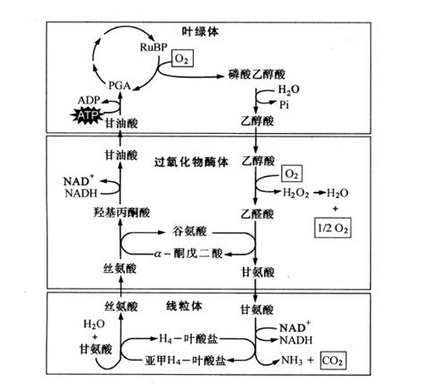 光呼吸过程 光呼吸图解 伤感说说吧
