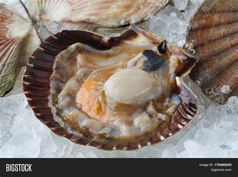 Open Scallop Shell