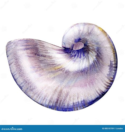 Shell Isolated On White Background Chitin Structure Protecting Snail Vector Illustration