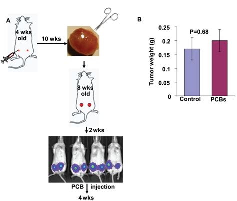 A A Schematic Of The Mouse Model Used In This Study The Details Download Scientific Diagram