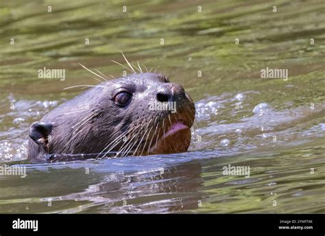 One Giant River Otter Pteronura Brasiliensis Adult Swimming