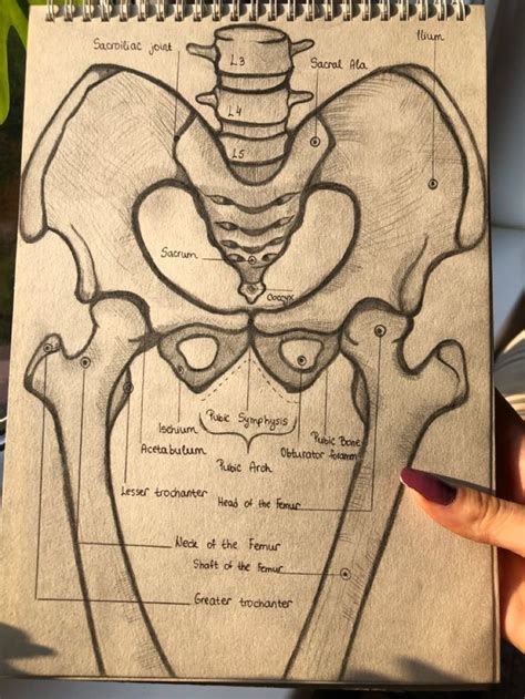 Pin By Yourbabehjk On Why Medical Drawings Biology Lessons Biology
