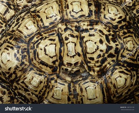 Closeup Turtle Shell Stock Photo Edit Now 108725159 Shutterstock