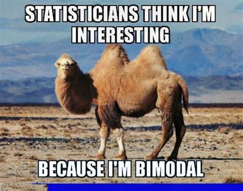 Hump Day Humor The Best Camel Memes You Need To See