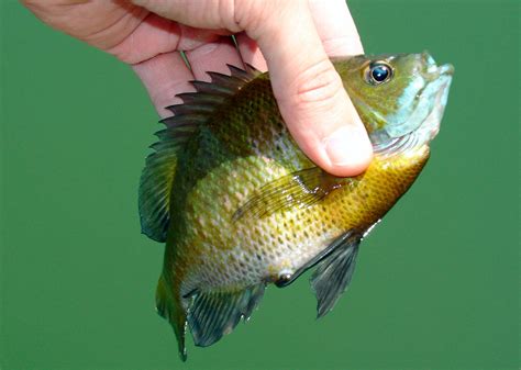 Best Bait For Panfish A Complete Guide To The Top 5 Fishing Looker