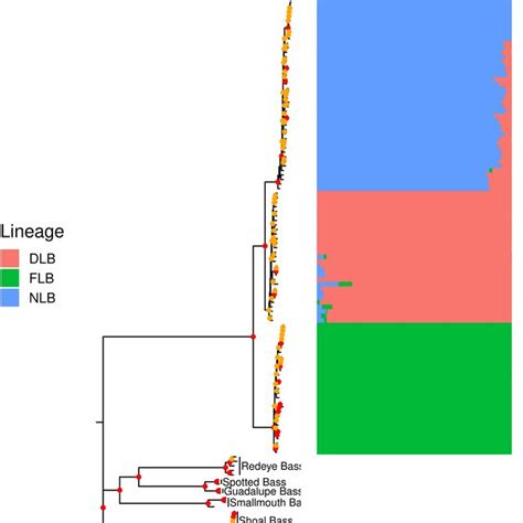 maximum likelihood phylogeny constructed using 18 538 concatenated gbs