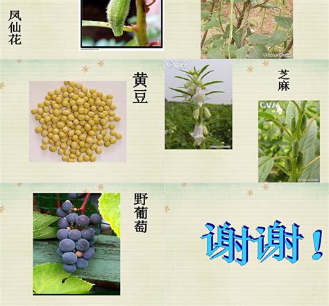 幼儿园大班综合种子的旅行PPT课件 卡卡办公