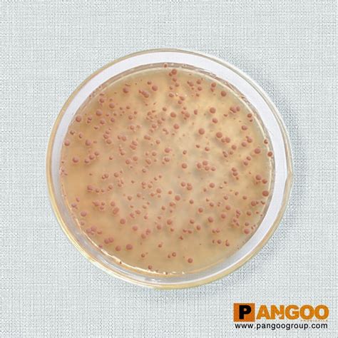 Nitrifying Bacteria Good Quality Reasonable Price Pangoo