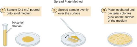 🧫 Microbial Testing A Detailed Overview Of Culture Methods And Types Of Microbial Assays Noor