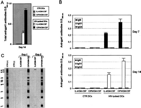 Potent In Vivo Primary Antibody Response To Hiv 1 In Hu Pbl Scid Mice