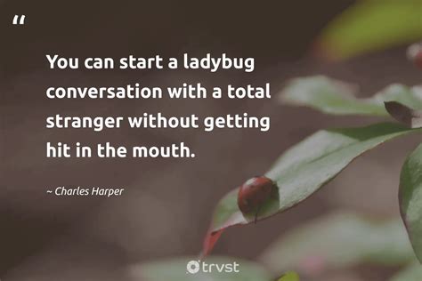 25 Ladybug Quotes Admiring The Tiny Miraculous Beetles 2024