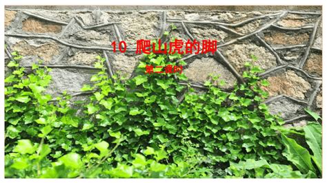 10爬山虎的脚 第二课时 课件 共27张PPT 21世纪教育网