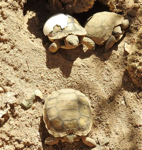 Mojave Desert Overhead And On The Ground Defenders Of Wildlife