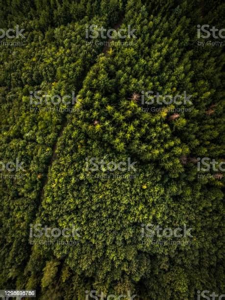 3d 프린터 및 인쇄 제품을 위한 3d 프린터 플라스틱 필라멘트 공중 뷰에 대한 스톡 사진 및 기타 이미지 공중 뷰 숲 잉글랜드 Istock