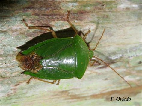 Edessa Junix Ecos Del Bosque