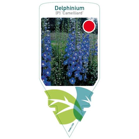 Delphinium P Camelliard Fmprl1336