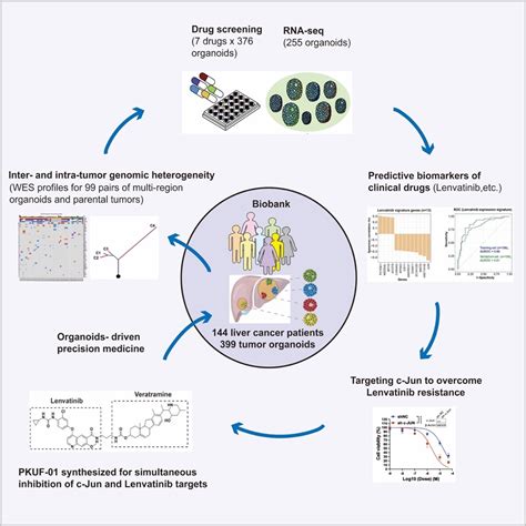 肝癌治疗的药敏分子分型和耐药新机制获揭示—新闻—科学网