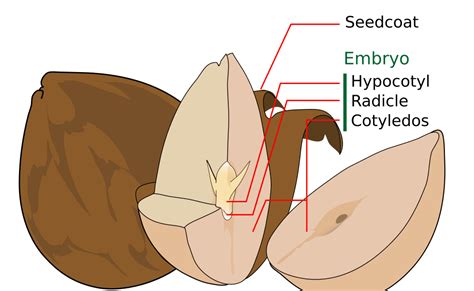 Bagian Bagian Dari Biji Ensiklopedia Bebas