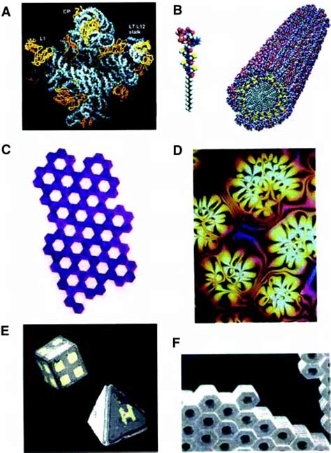 Examples Of Static Self Assembly A Crystal Structure Of A Ribosome