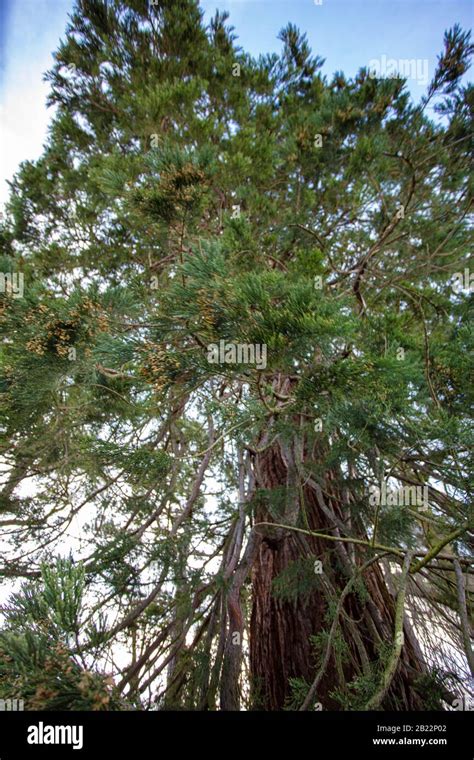 Tree Canopy Pattern Hi Res Stock Photography And Images Alamy