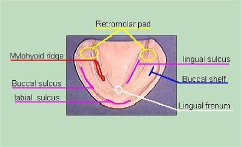 Retromolar Pad