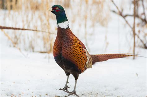 Premium Photo Common Pheasant In Nature