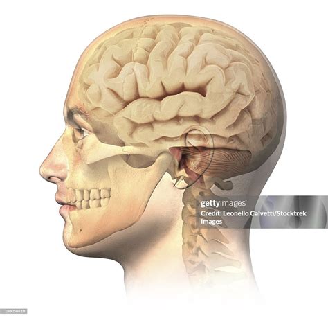 Brain Nerves Side View
