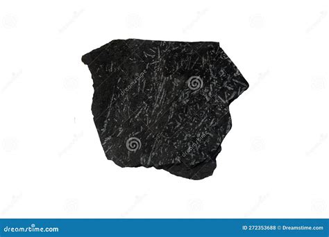 Graptolites Fossils Rock Isolated On White Background Fossils From Silurian Devonian The