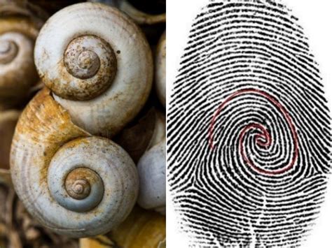 The Fibonacci Sequence In Nature • Insteading