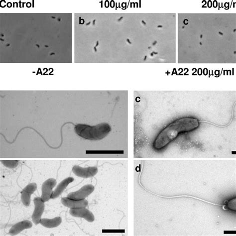 Life Cycle Of Bdellovibrio Bacteriovorus And The Different Fractions