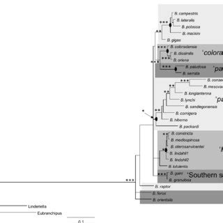 Bayesian Inference Phylogeny Based On 16S 12S 28S And 50 Download Scientific Diagram