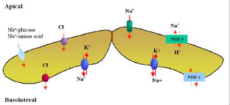 Trophectodermal Cell Differentiation Semantic Scholar