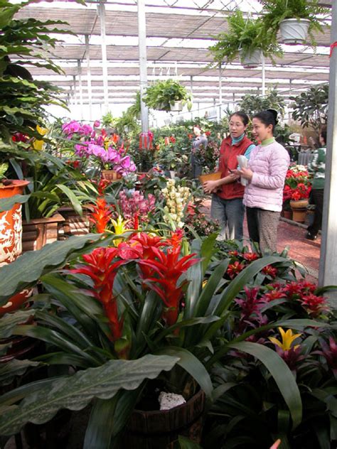 曹庄子花卉 天津庄子花卉市场 天津庄子花卉 大山谷图库