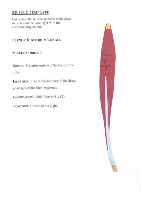 Layered Learning Doc Bodybuilding Sports