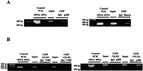 P300 Runx2 Cbfa1 And VDR Interact With The OC Promoter In Intact