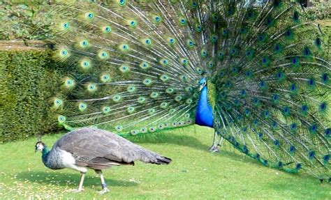 Peacocks Mating