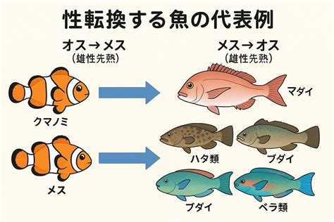 魚の性転換は全体の何％？クマノミからマダイ・ハタまで｜釣り人必見の代表例と特徴を徹底解説