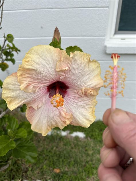 Toxicity And Cats R Flowers