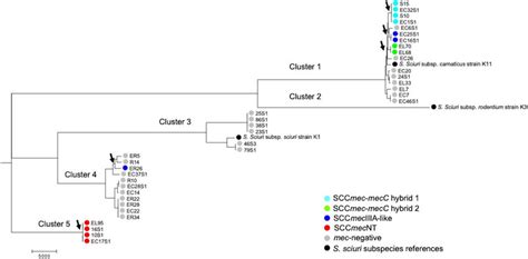 Diversity And Distribution Of Scc Mec Elements In Mammaliicoccus Sciuri Download Scientific