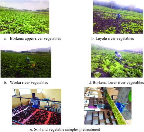 Soil And Vegetable Sample Collection And Pretreatment Download