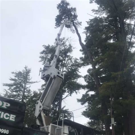 Tree Removal Services In NH MA Tip Top Tree Service