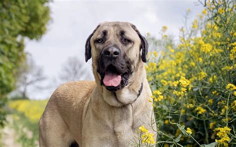 Anatolian Shepherd Colors