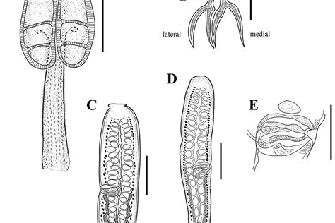 List Of Fish That Start With A Flora Fauna Fun